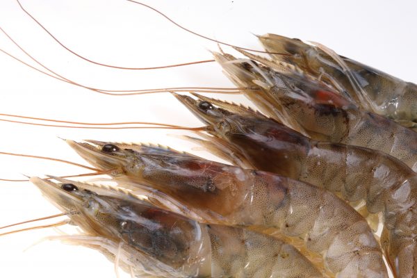 Camaron Jumbo a la Parrilla con Ajo | Qualisa - Distribuidora de Alimentos