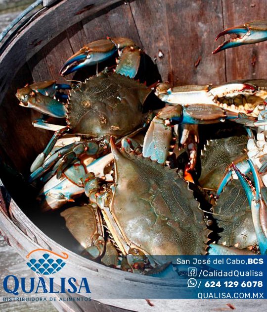 ¿Que beneficios tiene la jaiba para nuestra salud? | Qualisa ...