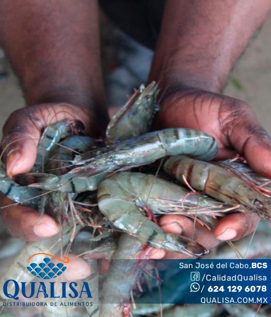 Camarón U15 hasta la puerta de tu casa en San José del Cabo