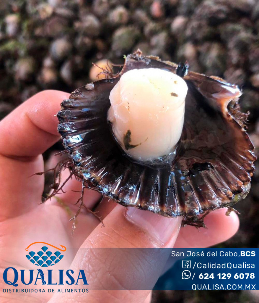 🥇 Callo Catarina | Pídelo hasta tu hogar en San José del Cabo